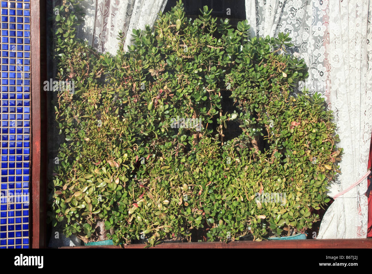 Chinese Money Tree squashed against the window of a Chinese Restaurant ...