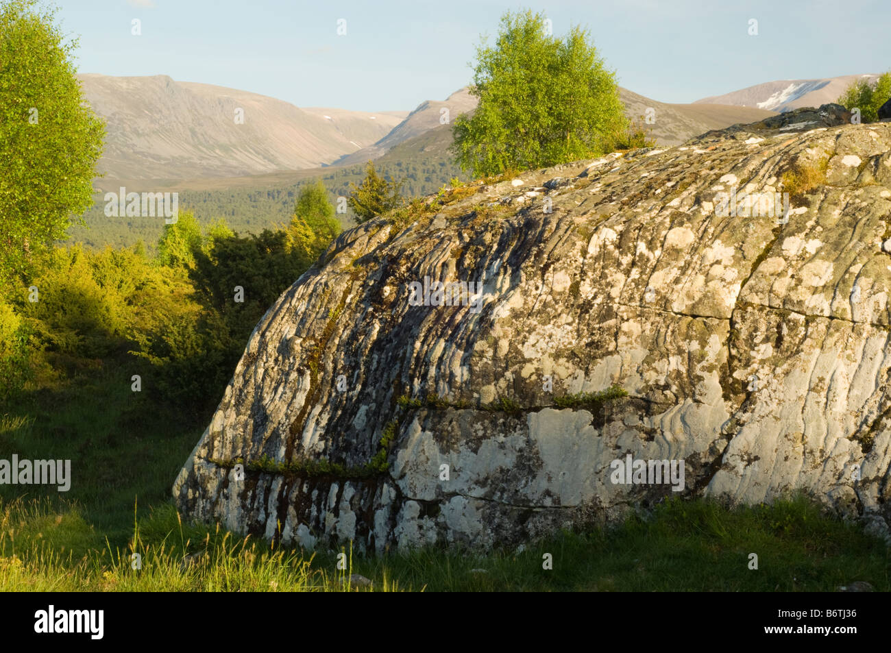 A glaciated granite rock in Rothiemurchus Forest in the Cairngorm ...