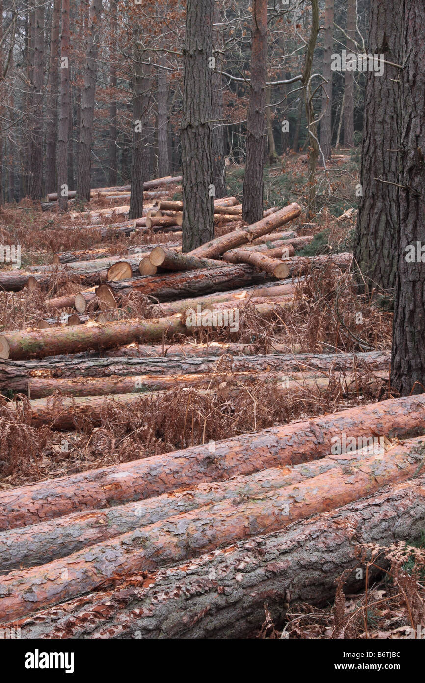 Felled trees Wyre forest Worcestershire, England, UK Stock Photo - Alamy