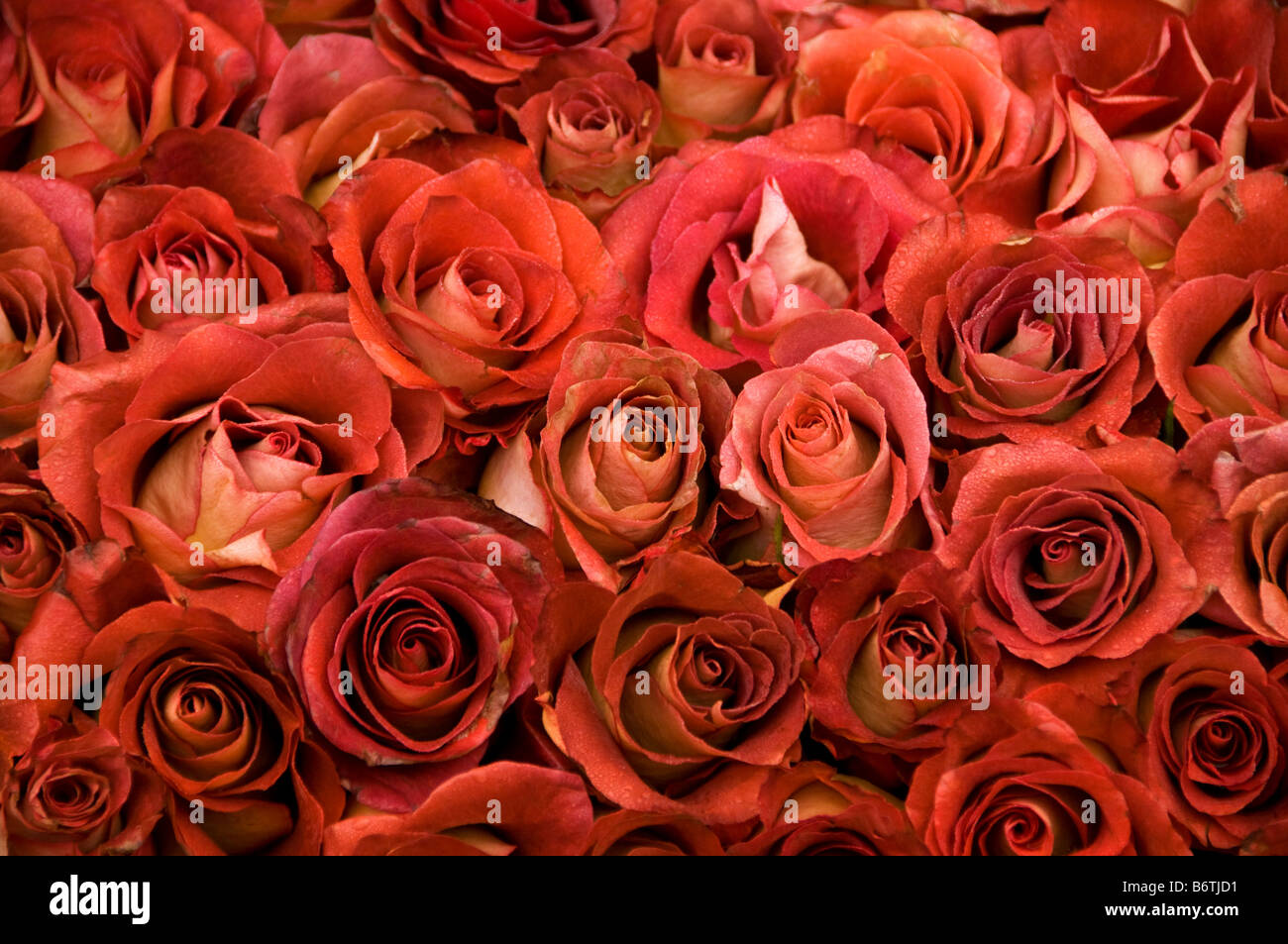 Rose background wallpaper hi-res stock photography and images - Alamy