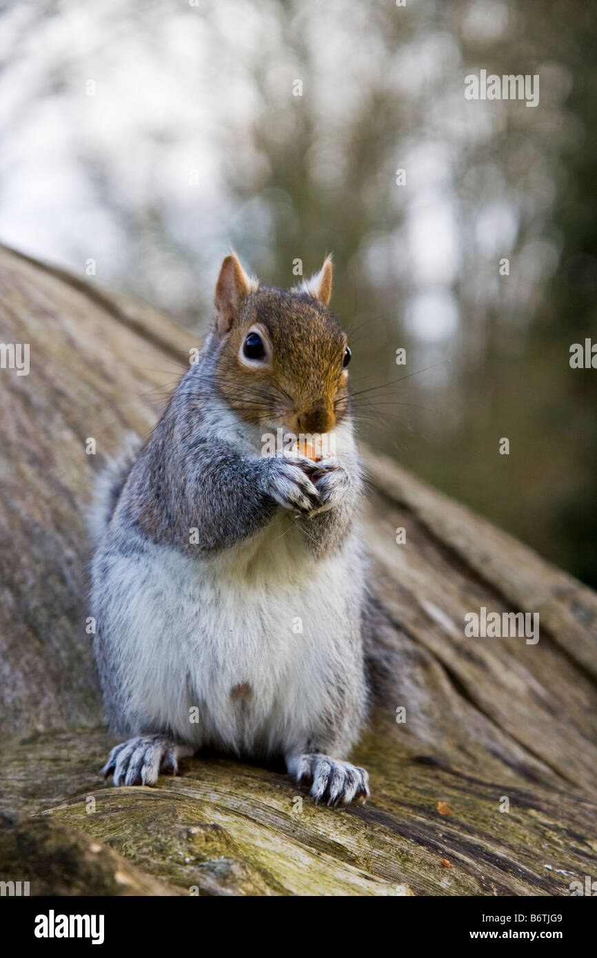 A wild Grey Squirrel in a tree at Victoria Park in Bath, England, U.K ...