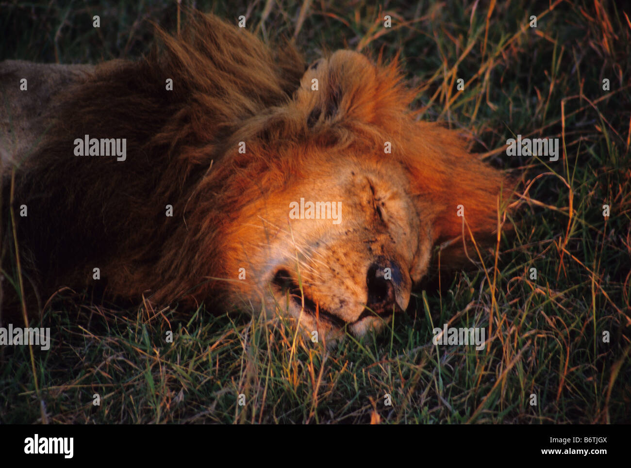 Male Lion Sleeping Stock Photo - Alamy