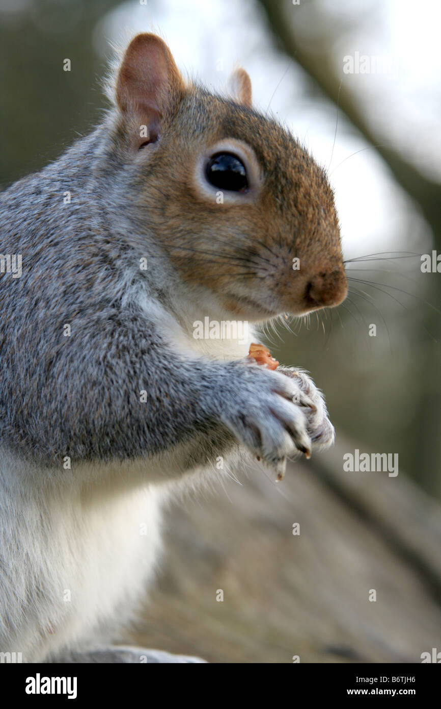 England park squirrel hi-res stock photography and images - Alamy