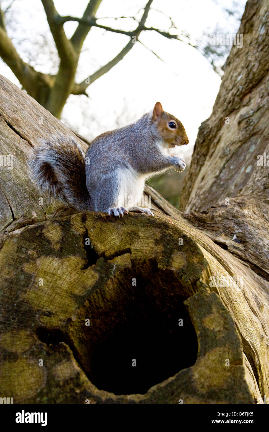 Squirrel in tree Stock Photo - Alamy
