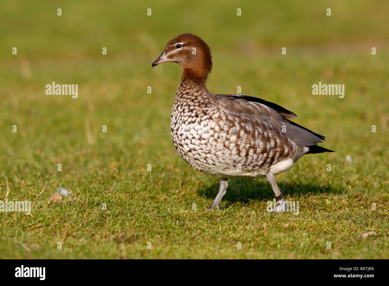 Australian wood duck or maned goose Chenonetta jubata female native to ...