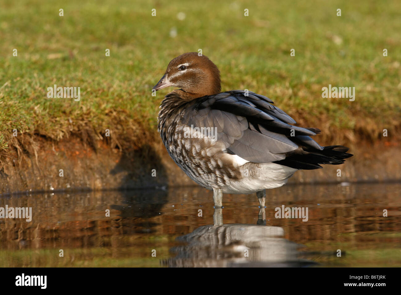 Australian wood duck or maned goose Chenonetta jubata female native to ...