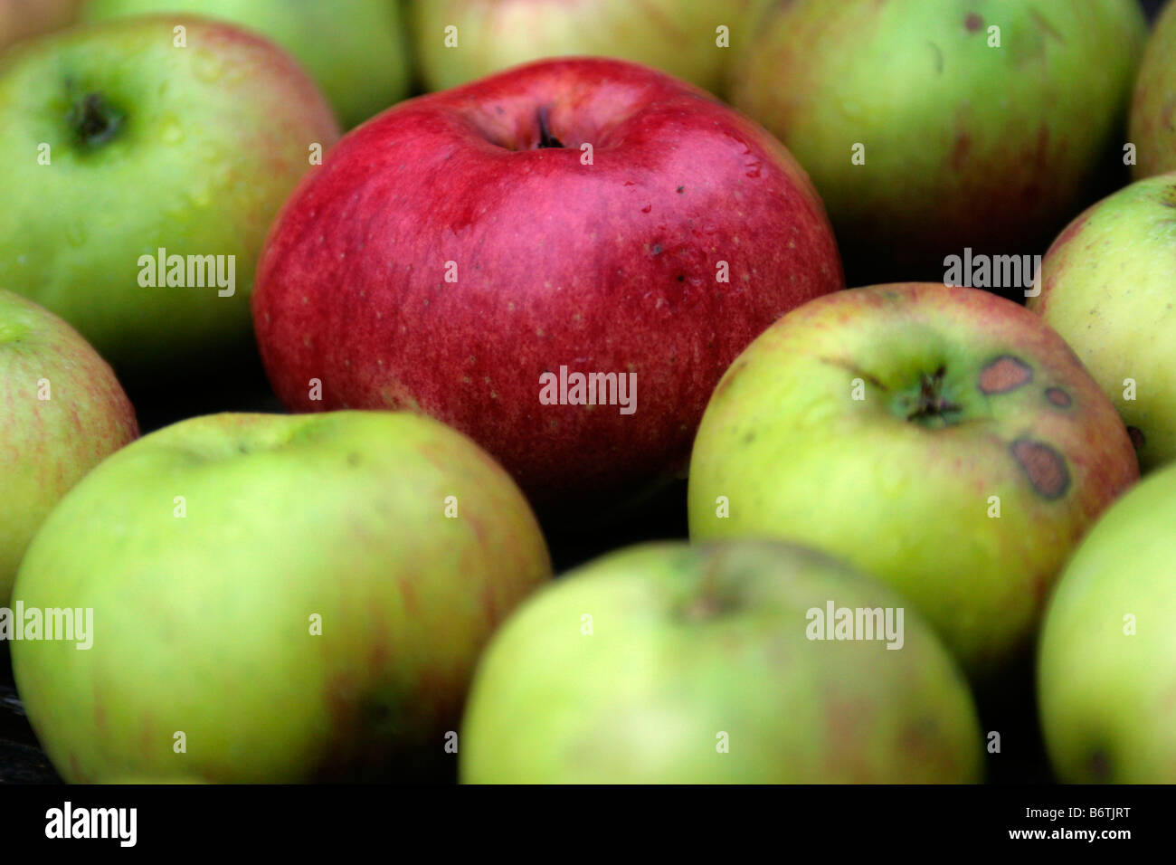 Bramley cooking apples Stock Photo - Alamy