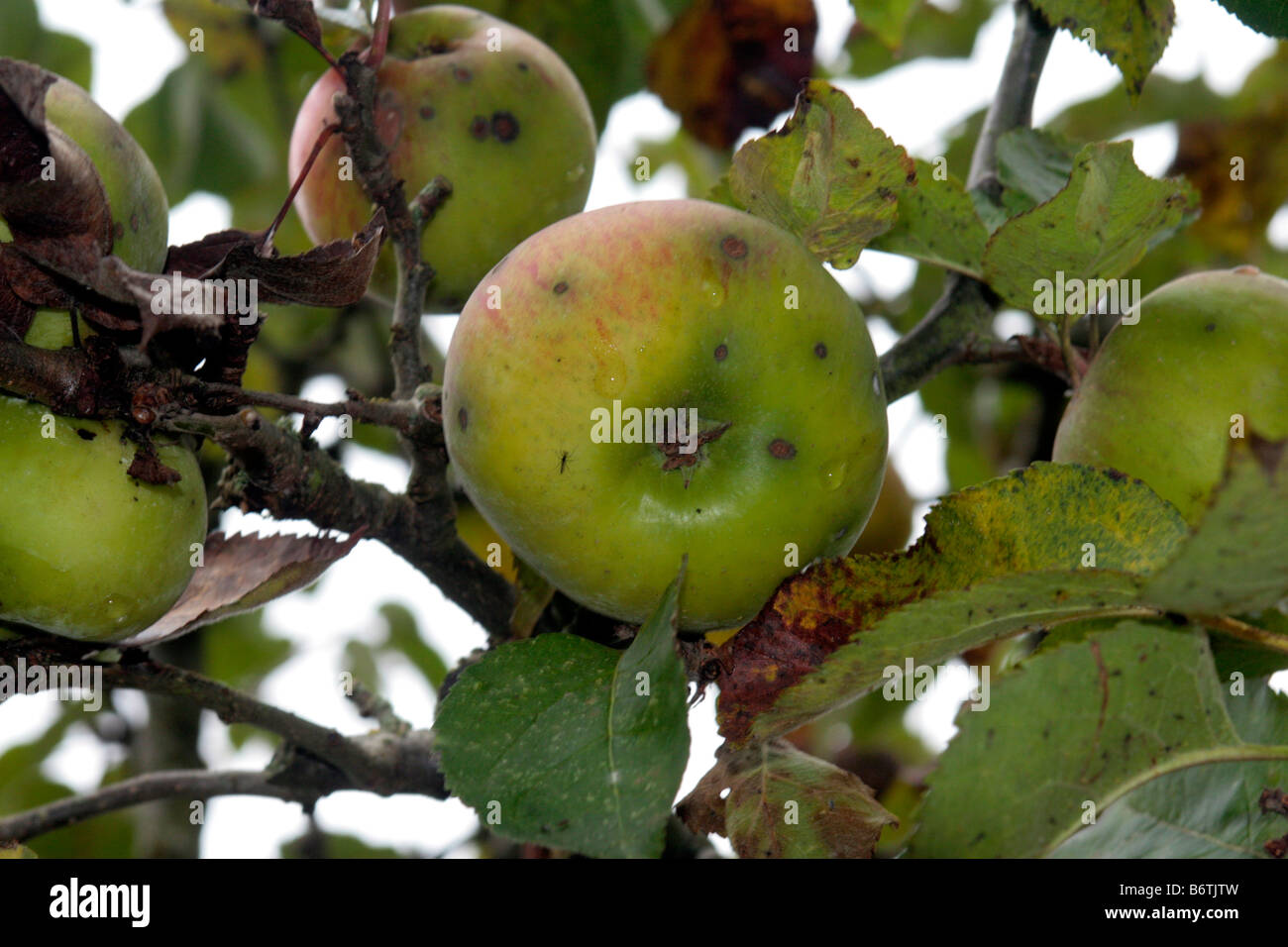 Crop of bramley cooking apples Stock Photo - Alamy