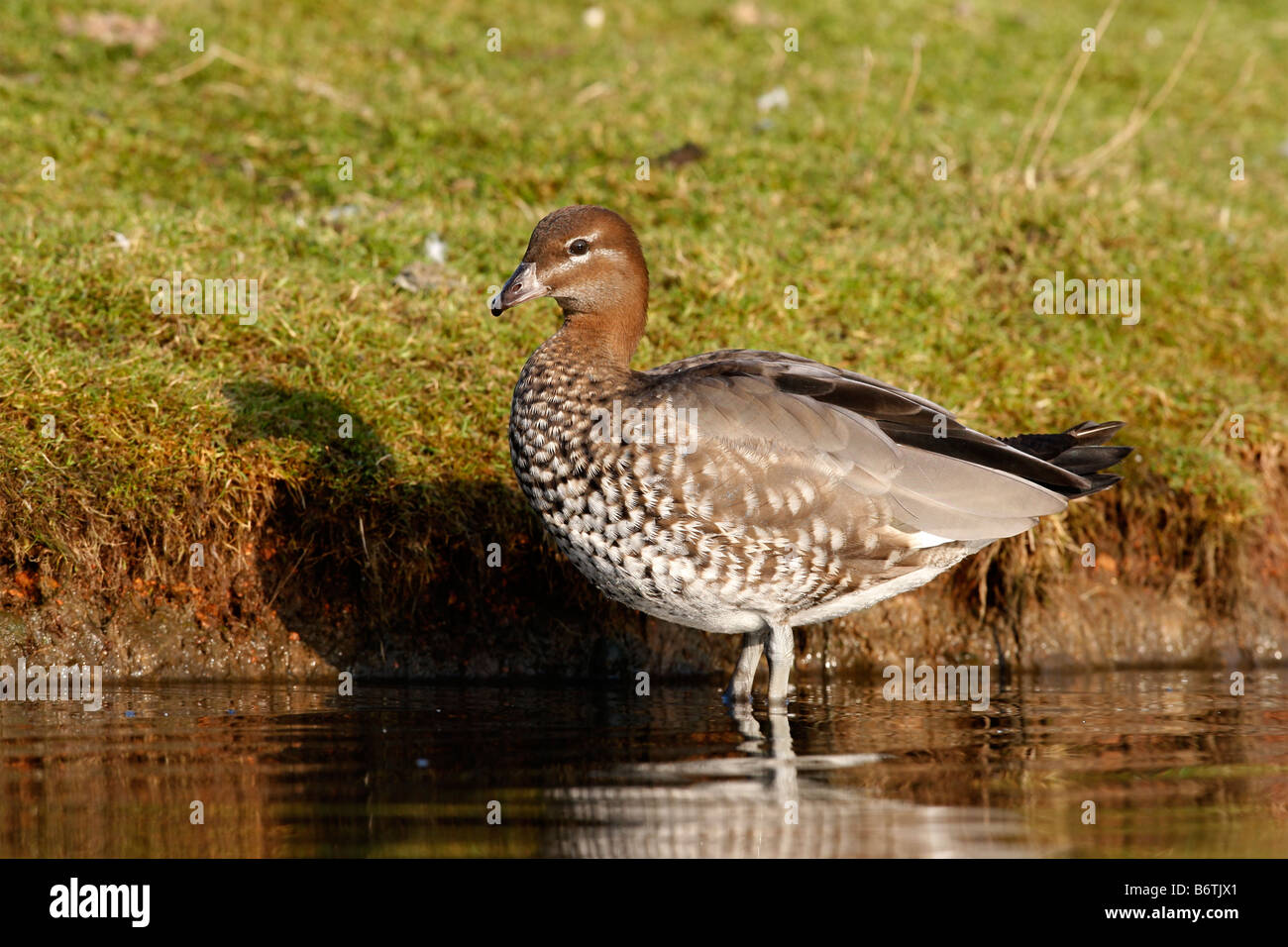Australian wood duck or maned goose hi-res stock photography and images ...