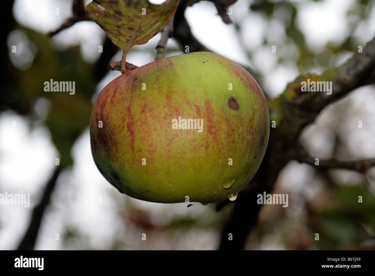 Ripe Bramley Apple Stock Photo - Alamy