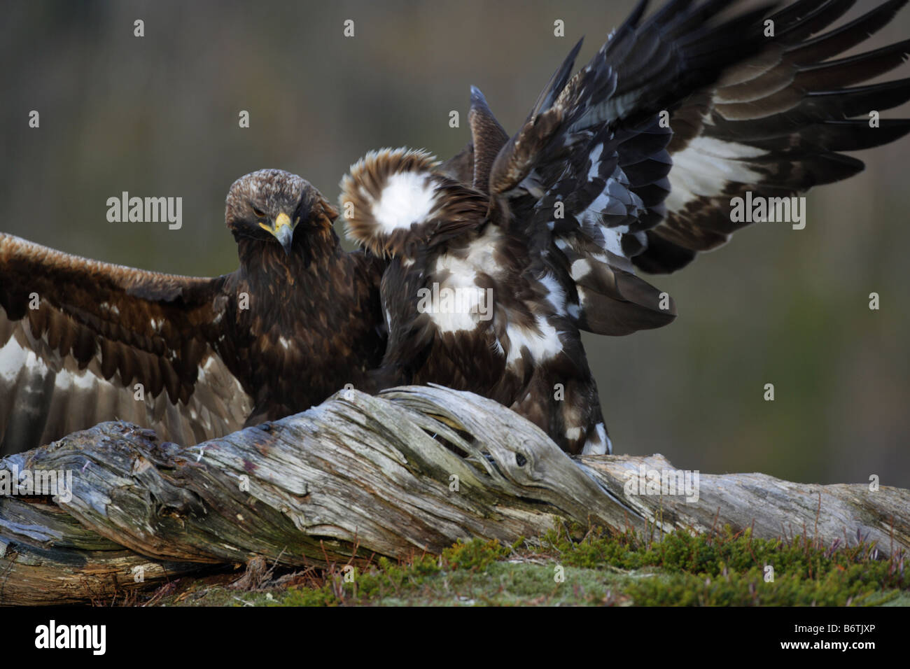 Golden Eagle being attacked by another Golden Eagle on a mountain side ...
