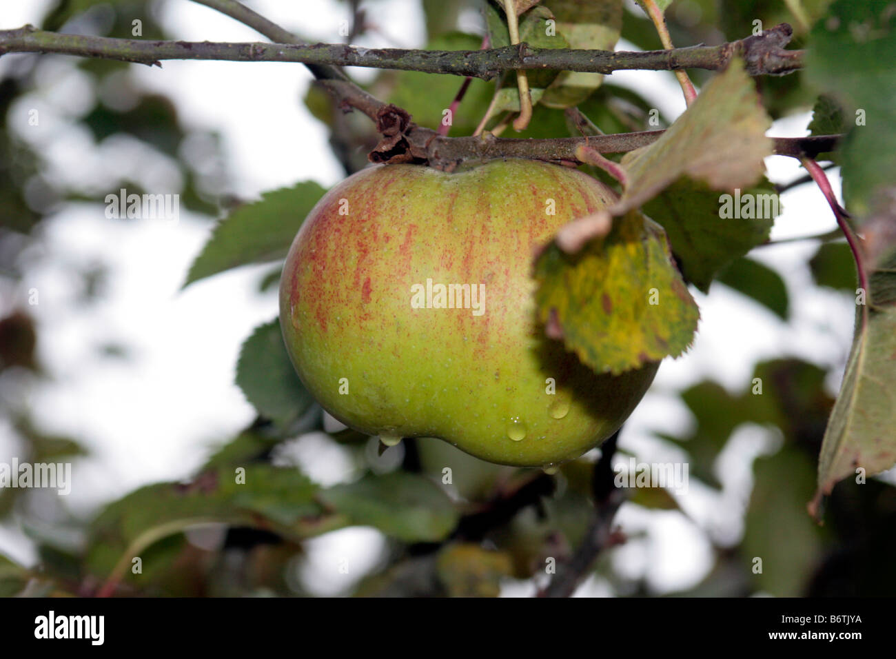 Single ripe bramley apple Stock Photo - Alamy