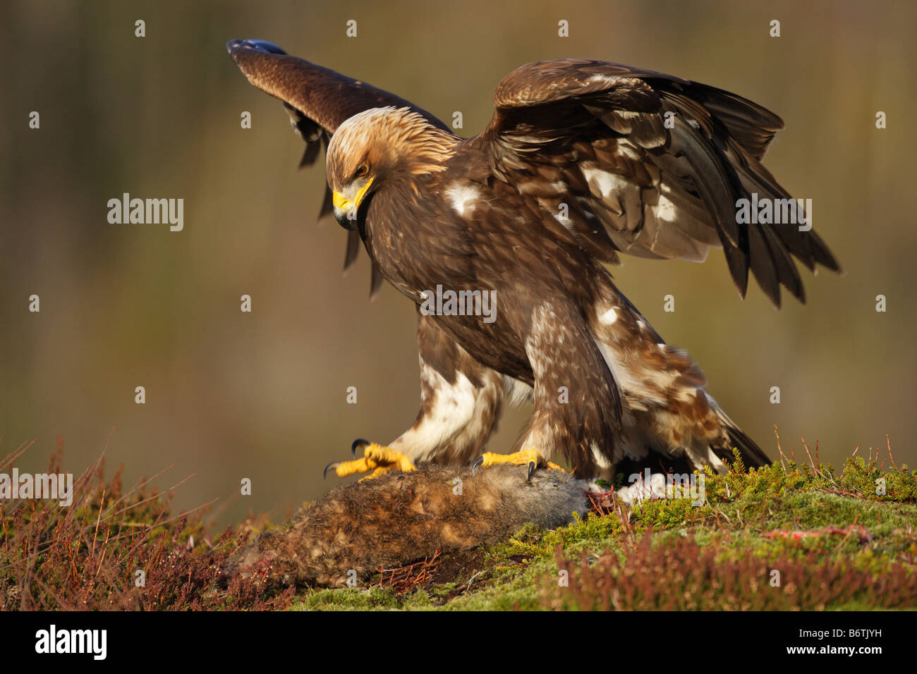 Golden eagle landing hi-res stock photography and images - Alamy