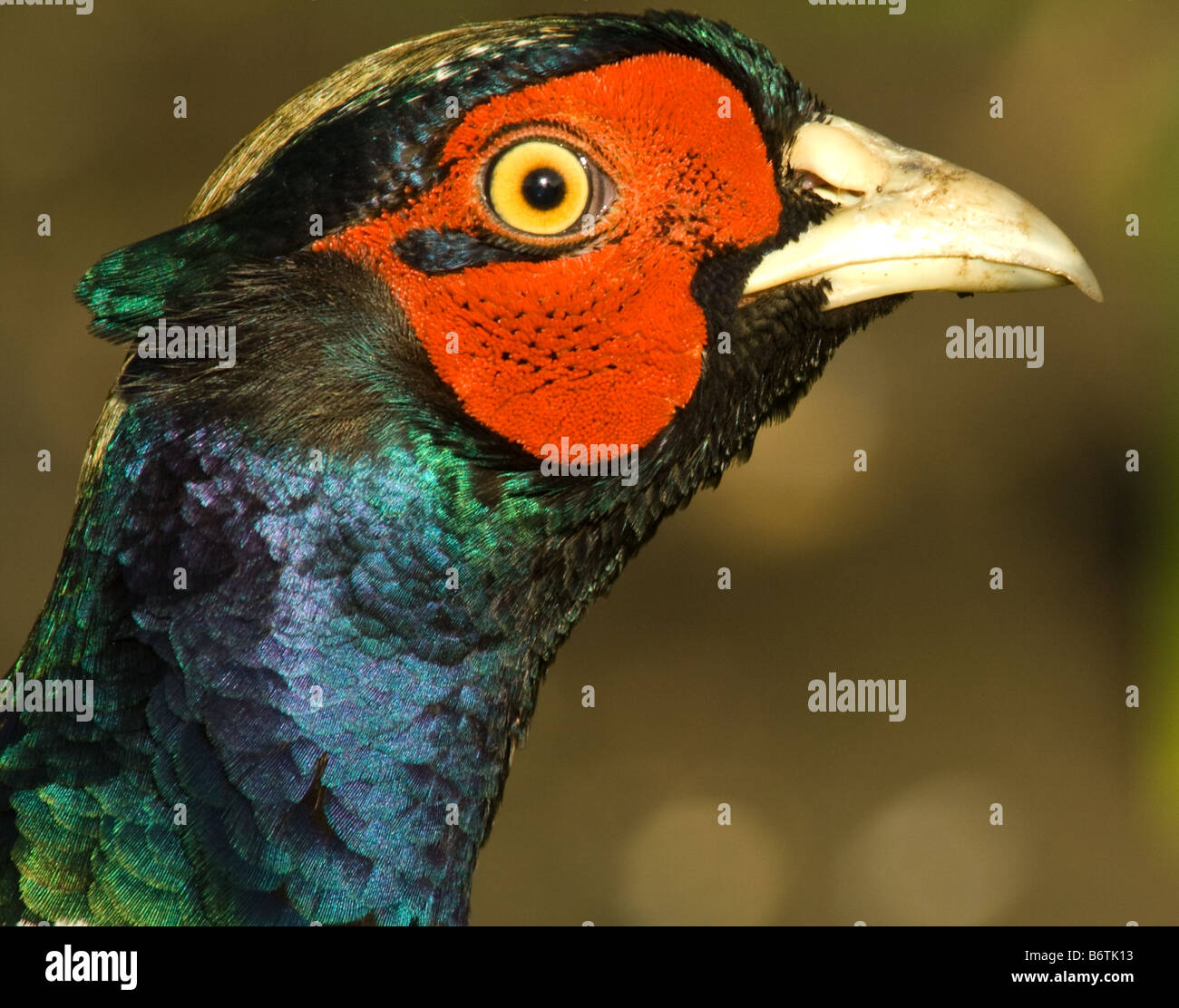 Pheasant head hi-res stock photography and images - Alamy