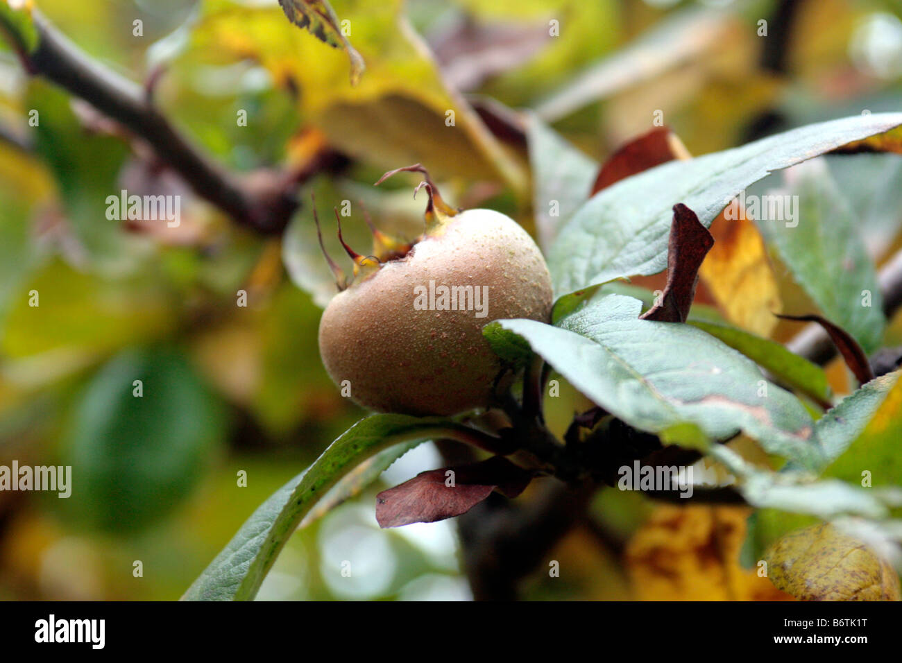 Medlers "mespilus germanica Stock Photo - Alamy