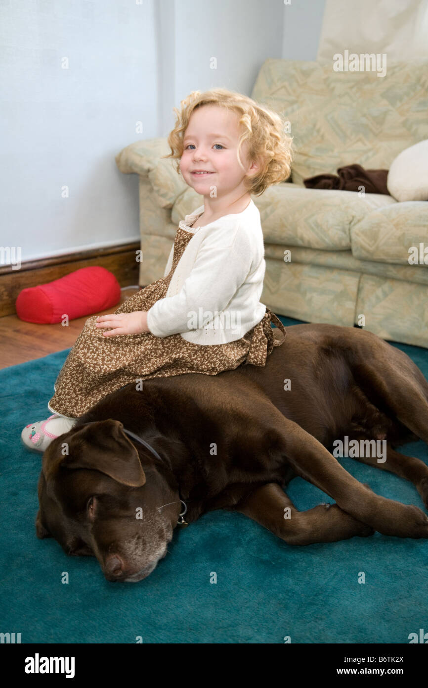 Blond labrador chocolate labrador hi-res stock photography and images ...