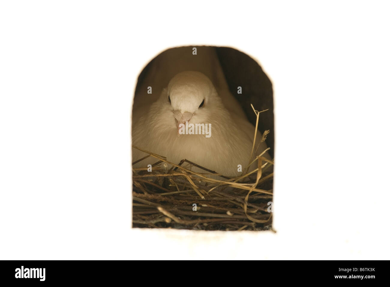 Dove in nesting box Stock Photo - Alamy