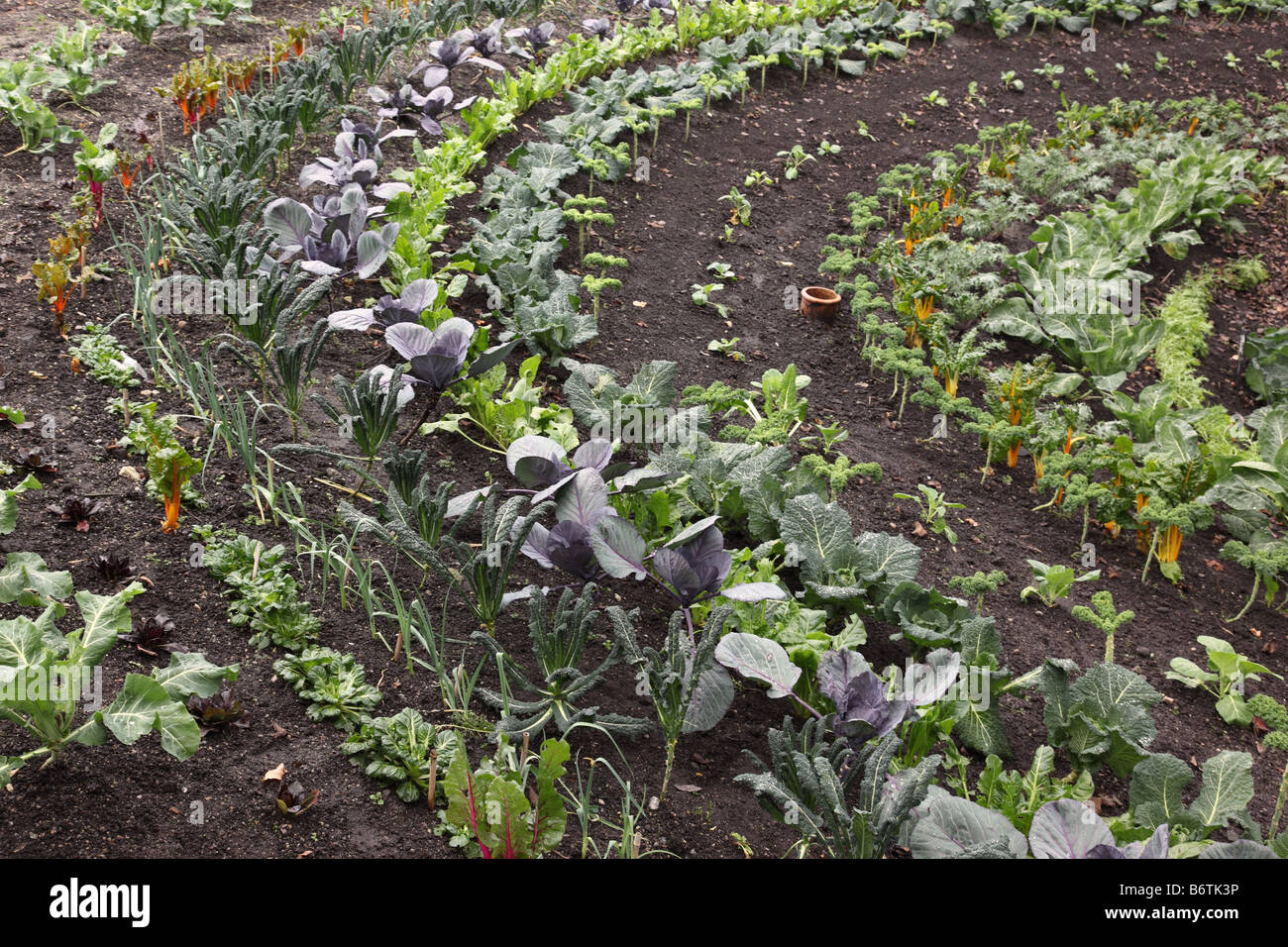 Eden project cornwall vegetables hi-res stock photography and images ...