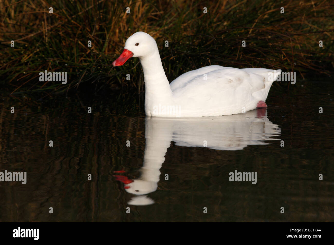 Coscoroba swan Coscoroba coscoroba native to South America Stock Photo ...