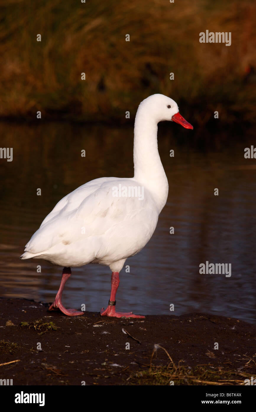 Coscoroba swan Coscoroba coscoroba native to South America Stock Photo ...