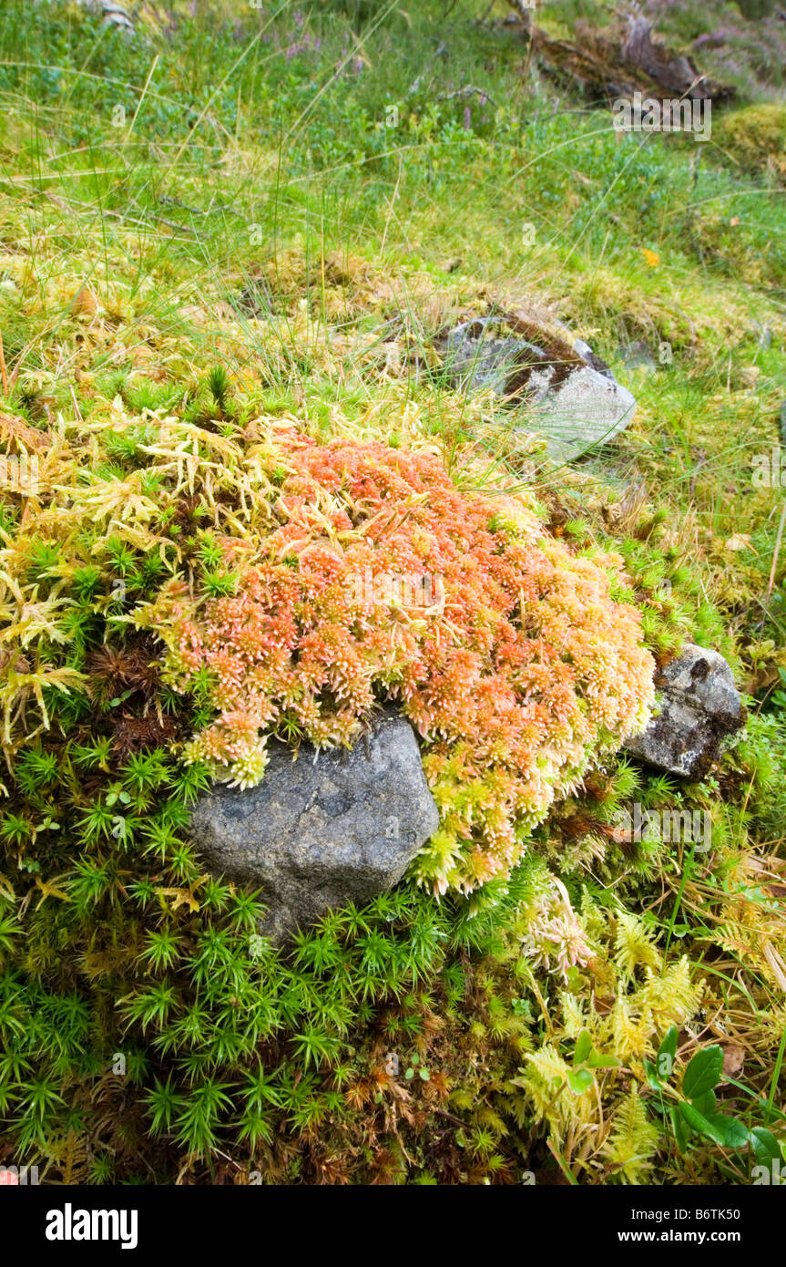Red Bog Moss Stock Photos & Red Bog Moss Stock Images - Alamy