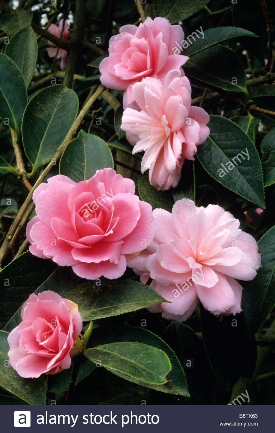 Camellia Reticulata Stock Photos & Camellia Reticulata Stock Images - Alamy