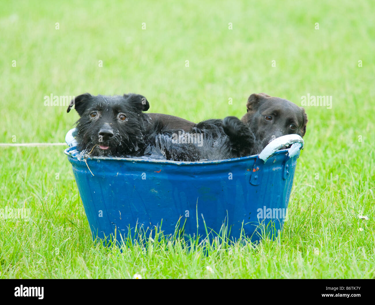 Dogs in bath Stock Photo - Alamy