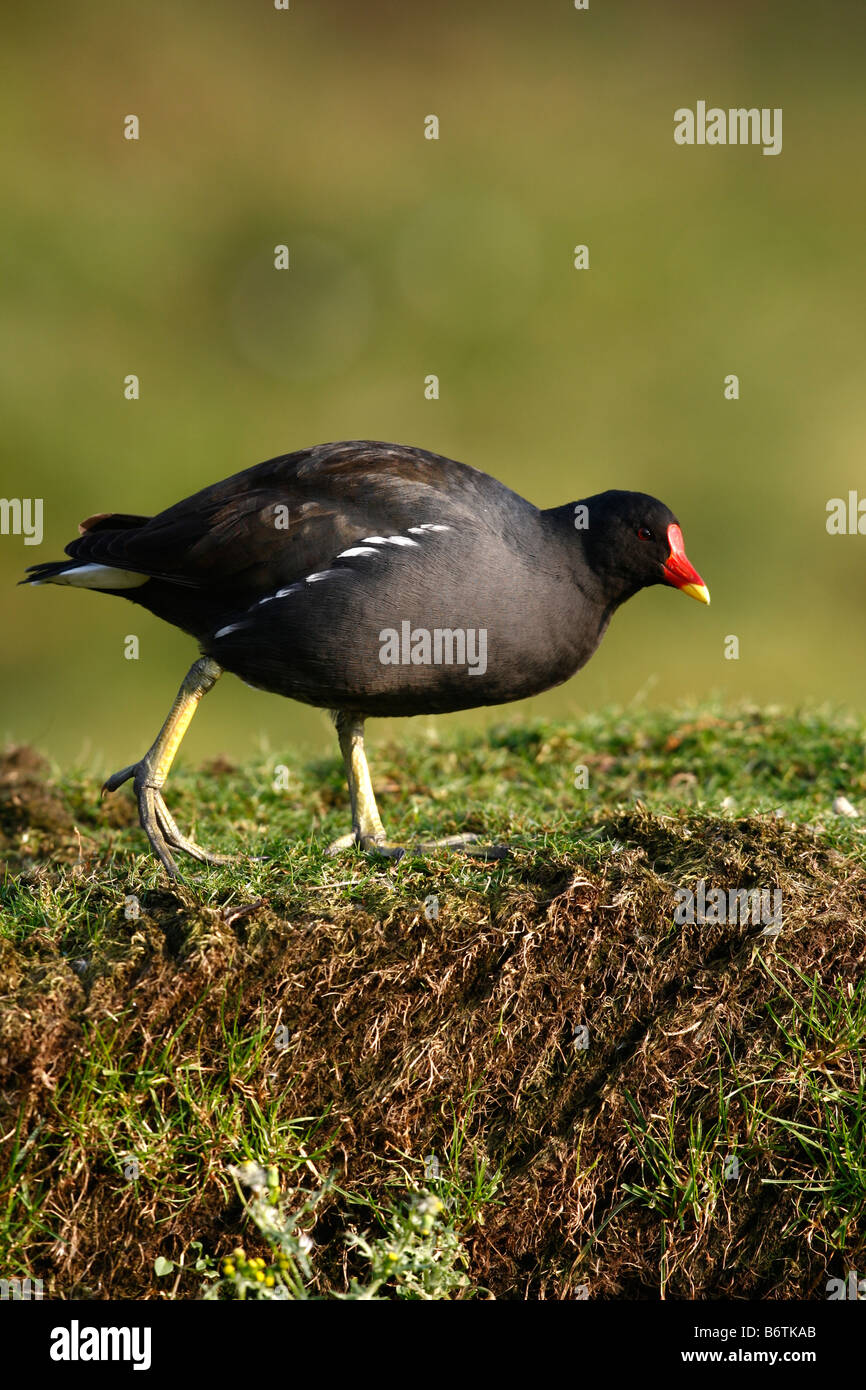 Moorhen Gallinula chloropus London UK winter Stock Photo - Alamy