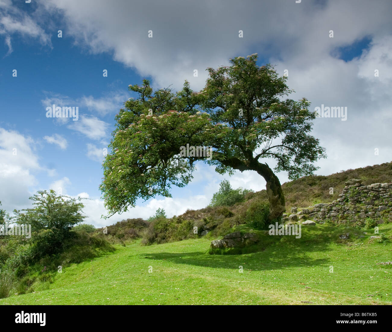 Blue sky tree hi-res stock photography and images - Alamy