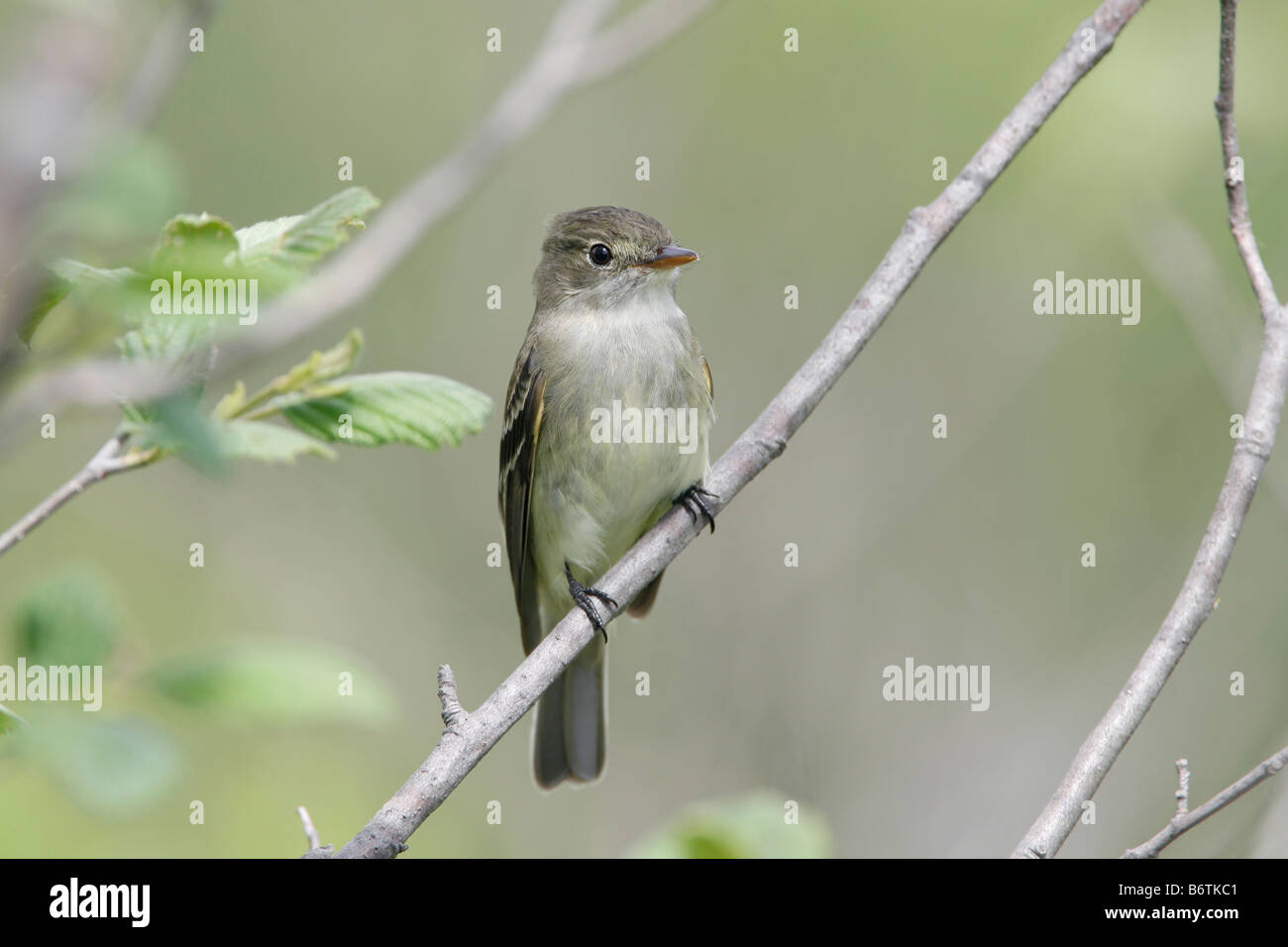 Alder Flycatcher