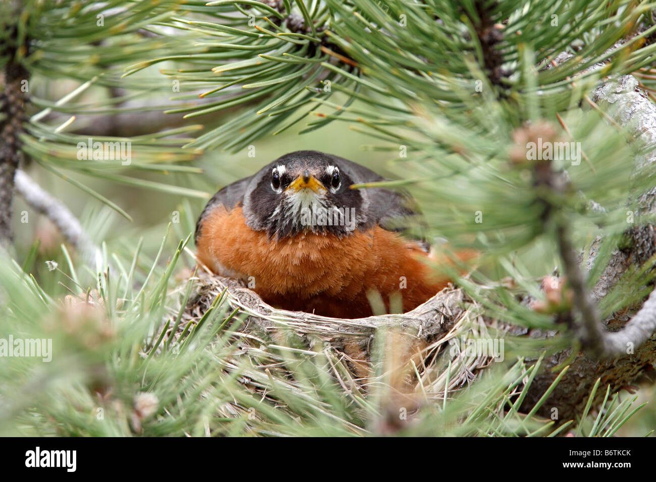 American Robin on Nest Stock Photo - Alamy