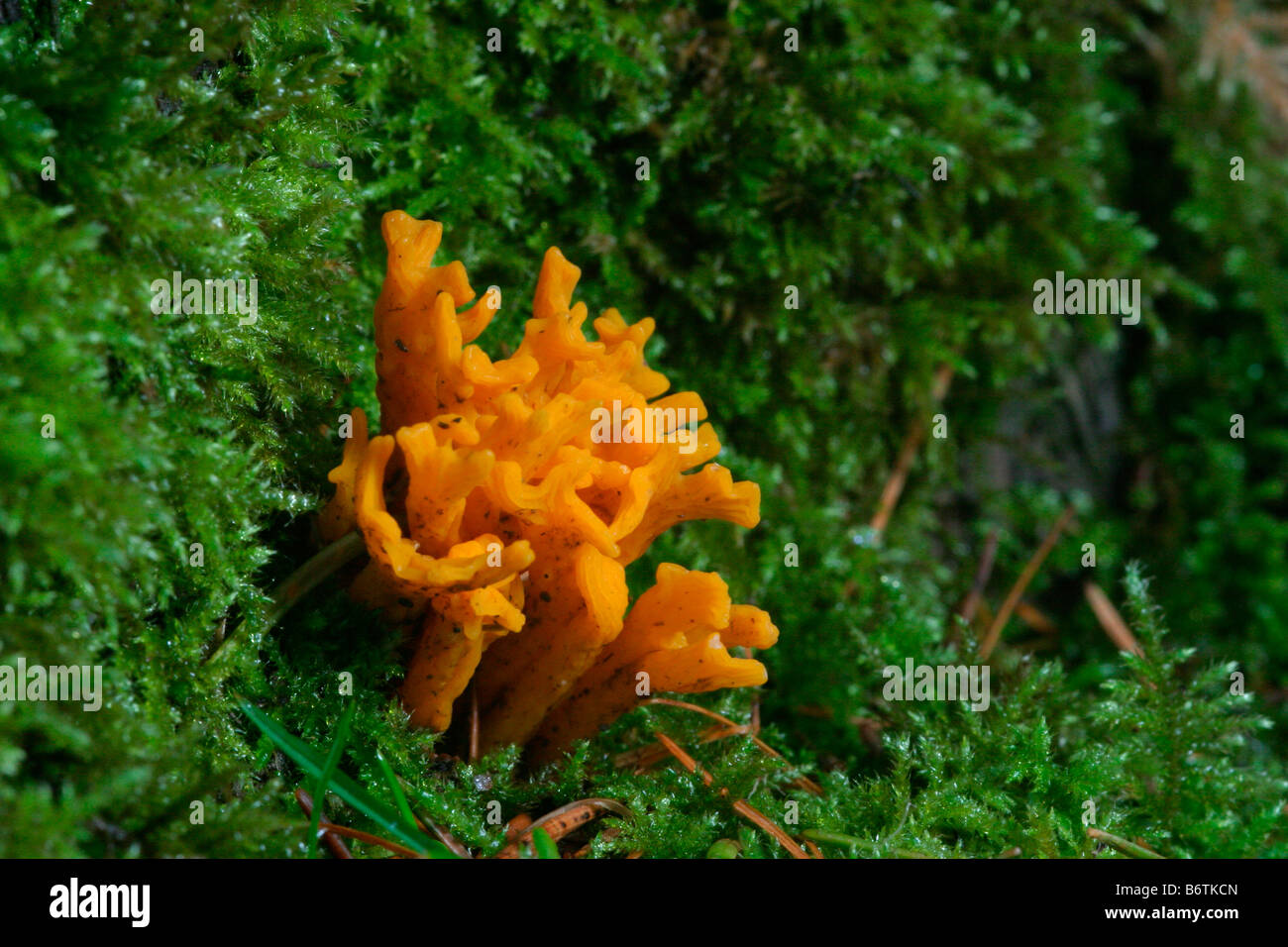 calocera viscosa fungi growing on roots of coniferous tree with moss ...