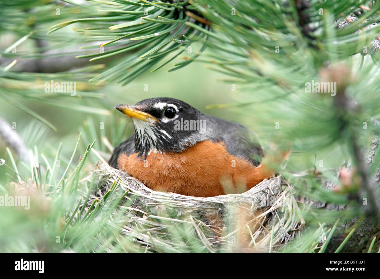 American Robin on Nest Stock Photo - Alamy