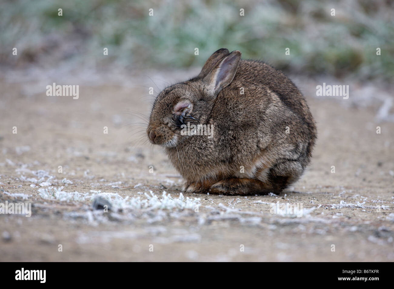 Rabbit with myxomatosis hi-res stock photography and images - Alamy