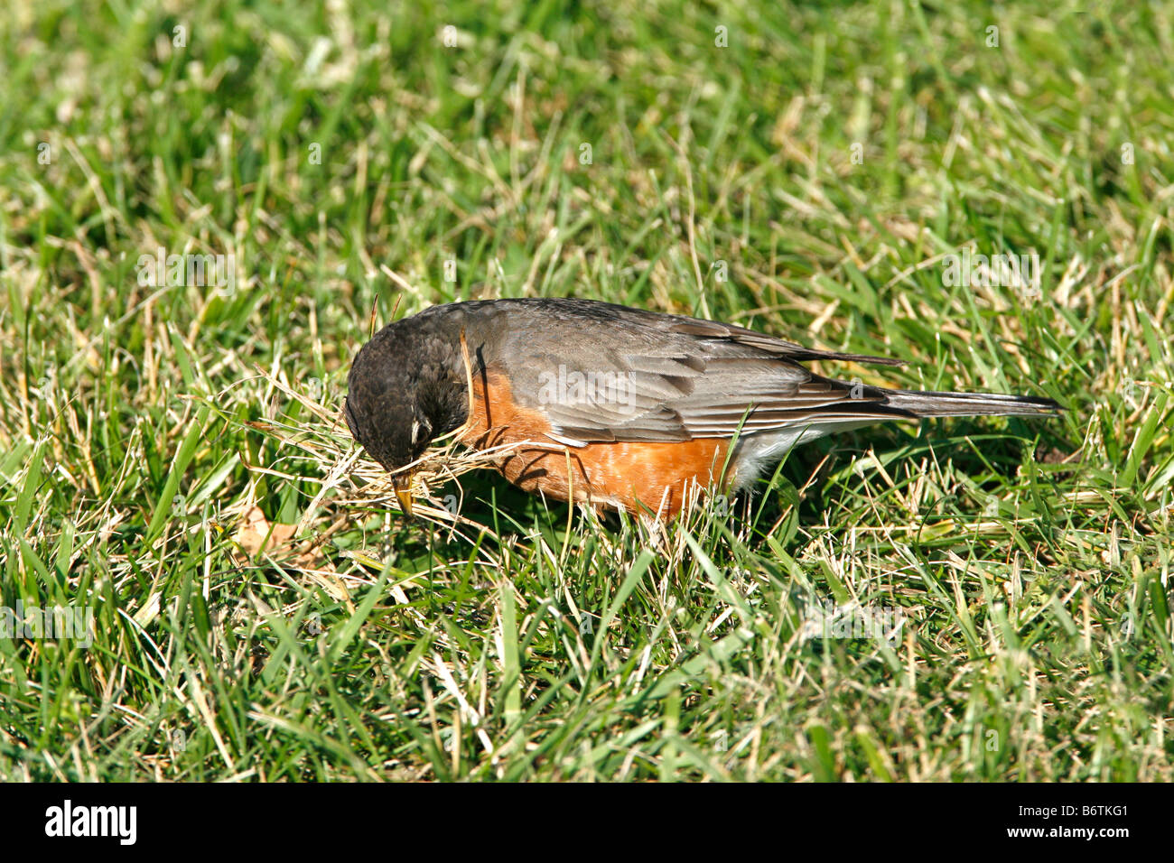 American Robin Gathering Nest Material Stock Photo - Alamy