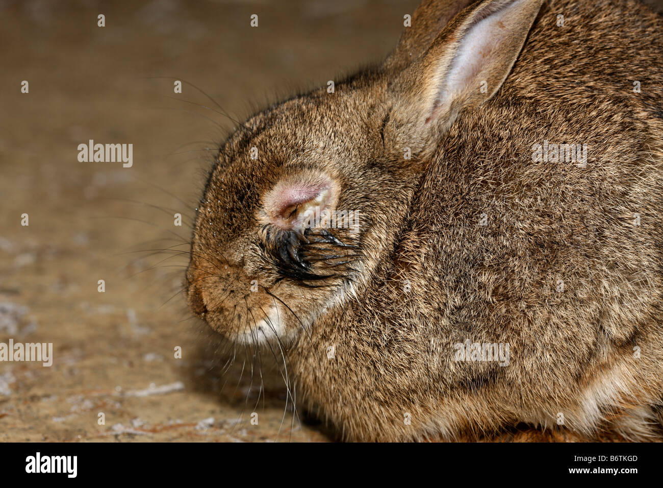 Myxomatosis rabbit wildlife disease hi-res stock photography and images ...
