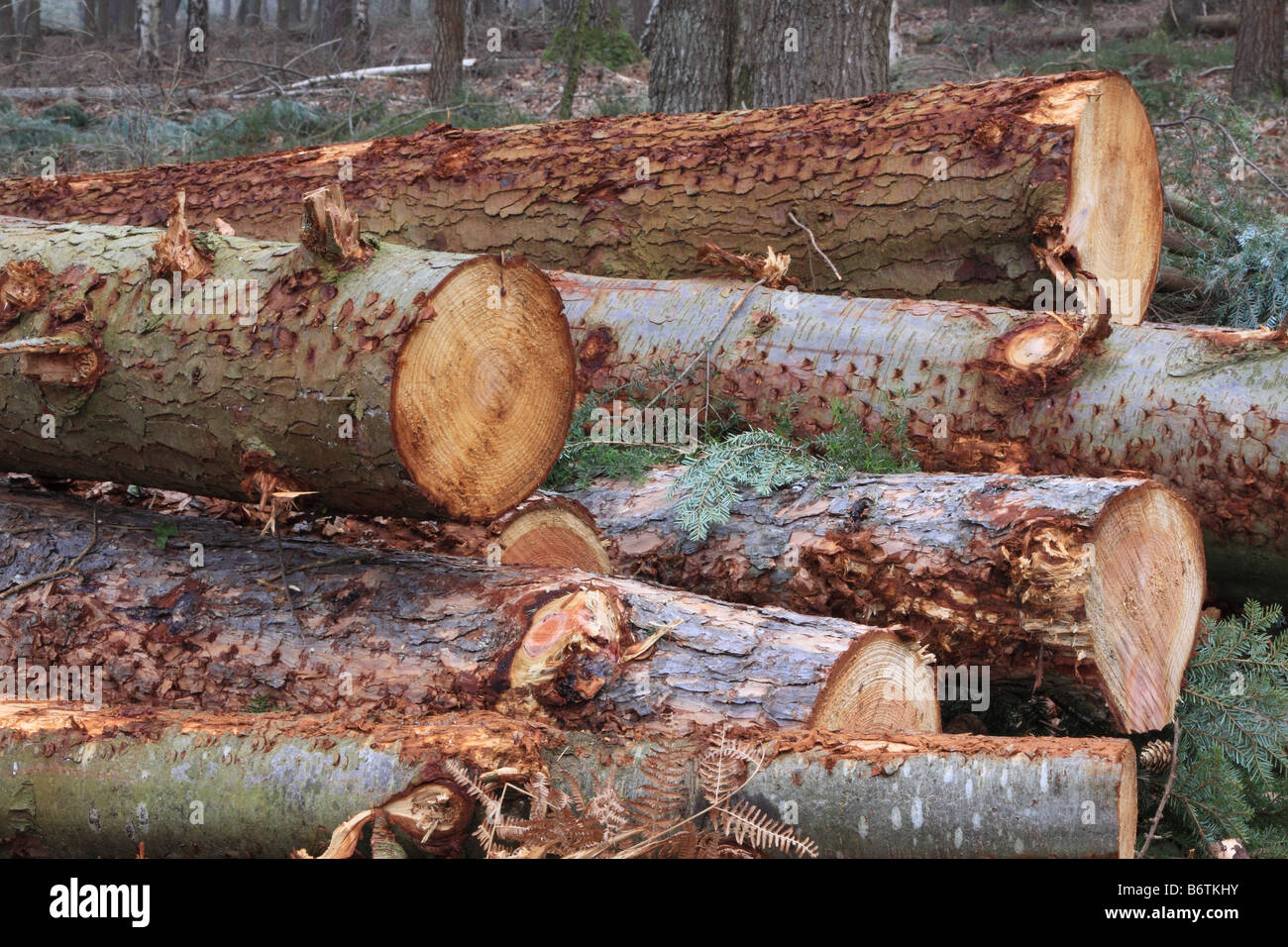 Timber wood log hi-res stock photography and images - Alamy