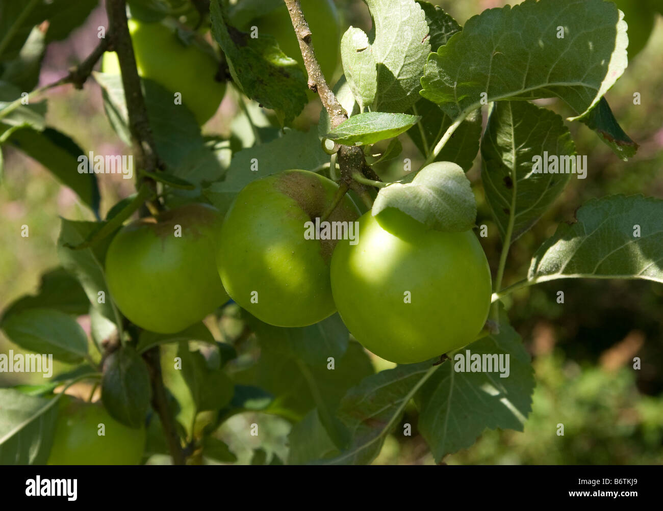 Apples Hanging From a Tree Stock Photo - Alamy