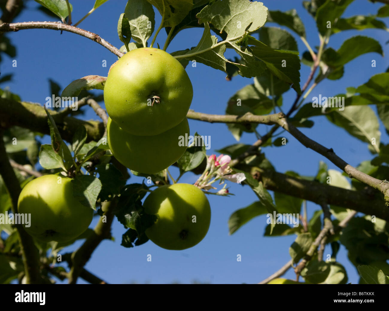 Apples Hanging From a Tree Stock Photo - Alamy