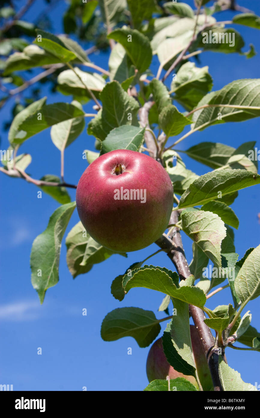 Apple hanging from a tree hi-res stock photography and images - Alamy