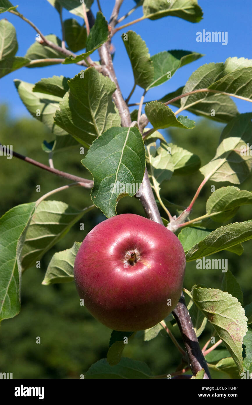 Apple hanging from tree hi-res stock photography and images - Alamy