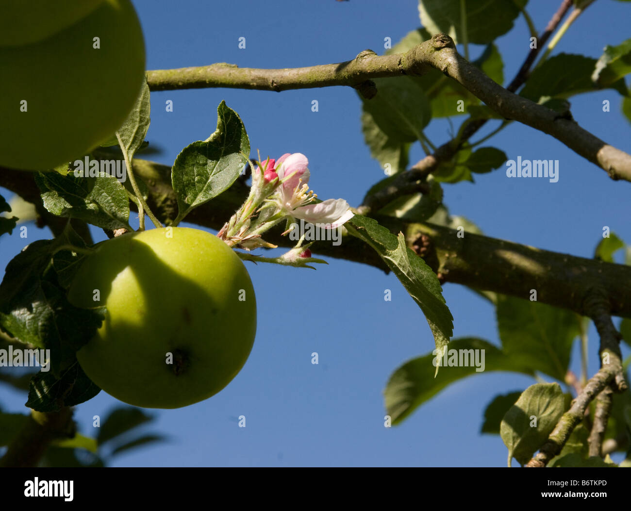 Apples Hanging From a Tree Stock Photo - Alamy