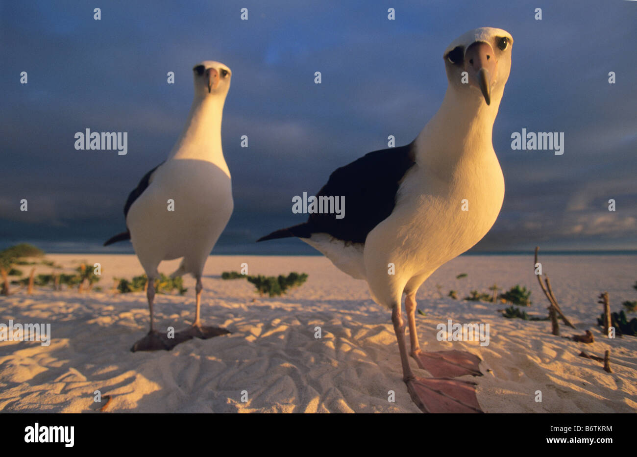 Laysan Albatross (Diomedea immutabilis) in dawn light, Midway Atoll ...