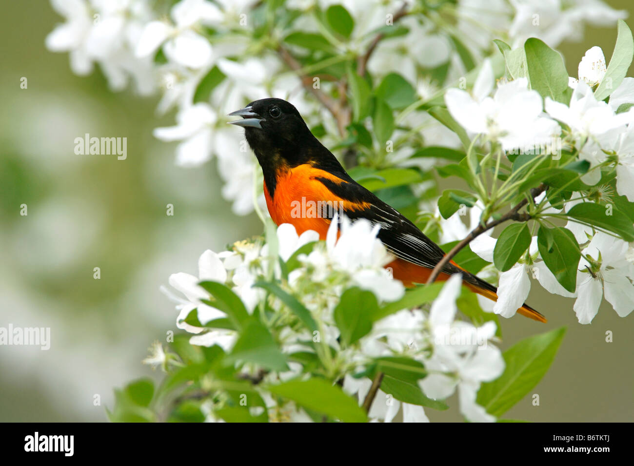 Pear tree blossoms hi-res stock photography and images - Alamy