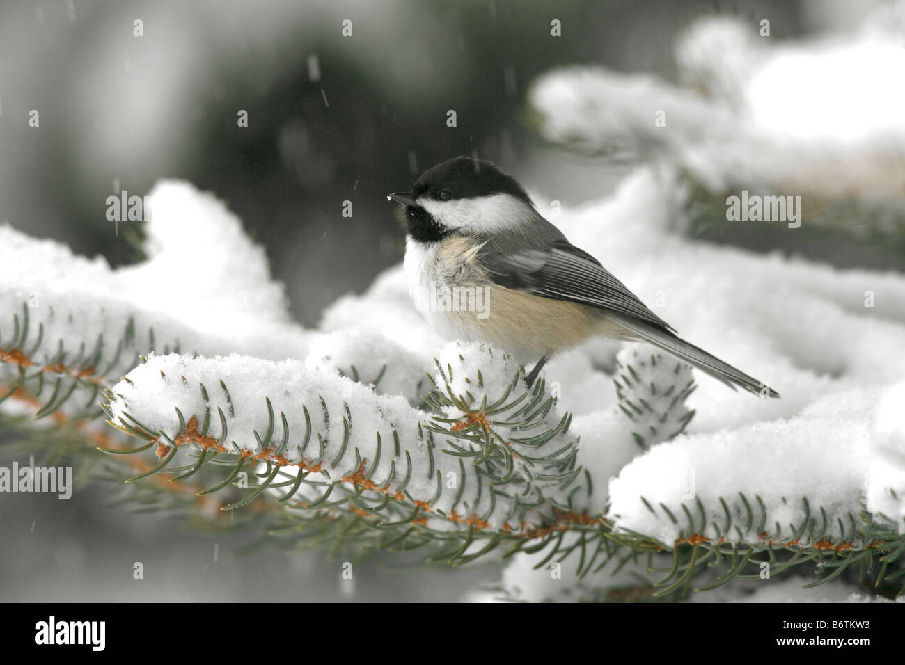 Black capped chickadees hi-res stock photography and images - Alamy