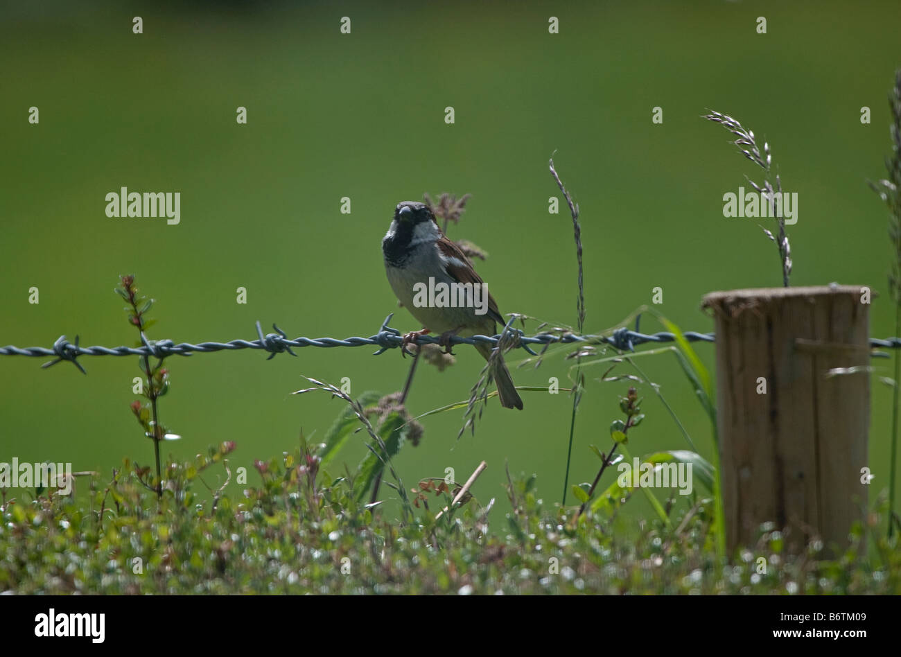 Sparrow on wire hi-res stock photography and images - Alamy