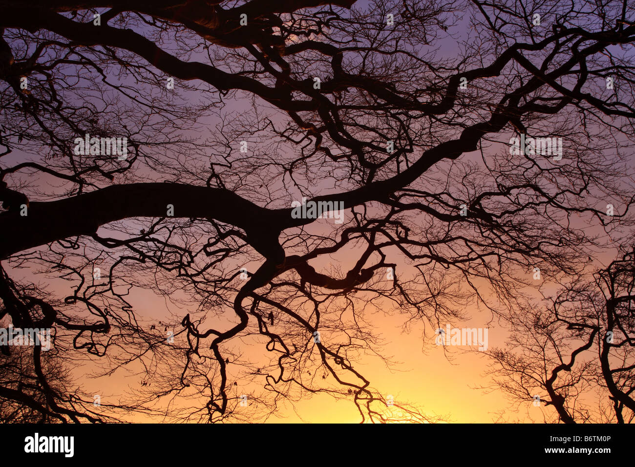 English beech tree hi-res stock photography and images - Alamy