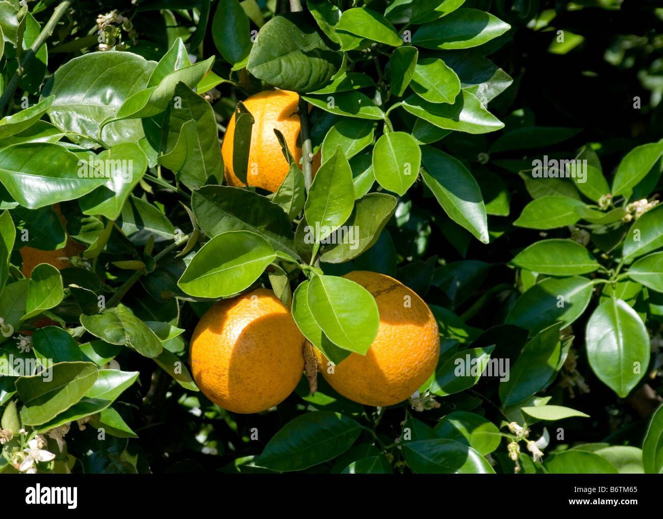 Close-up of tree oranges on a branch, Florida Stock Photo - Alamy