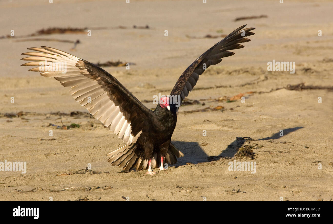 Turkey Vulture on the Beach Cathartes aura Stock Photo - Alamy