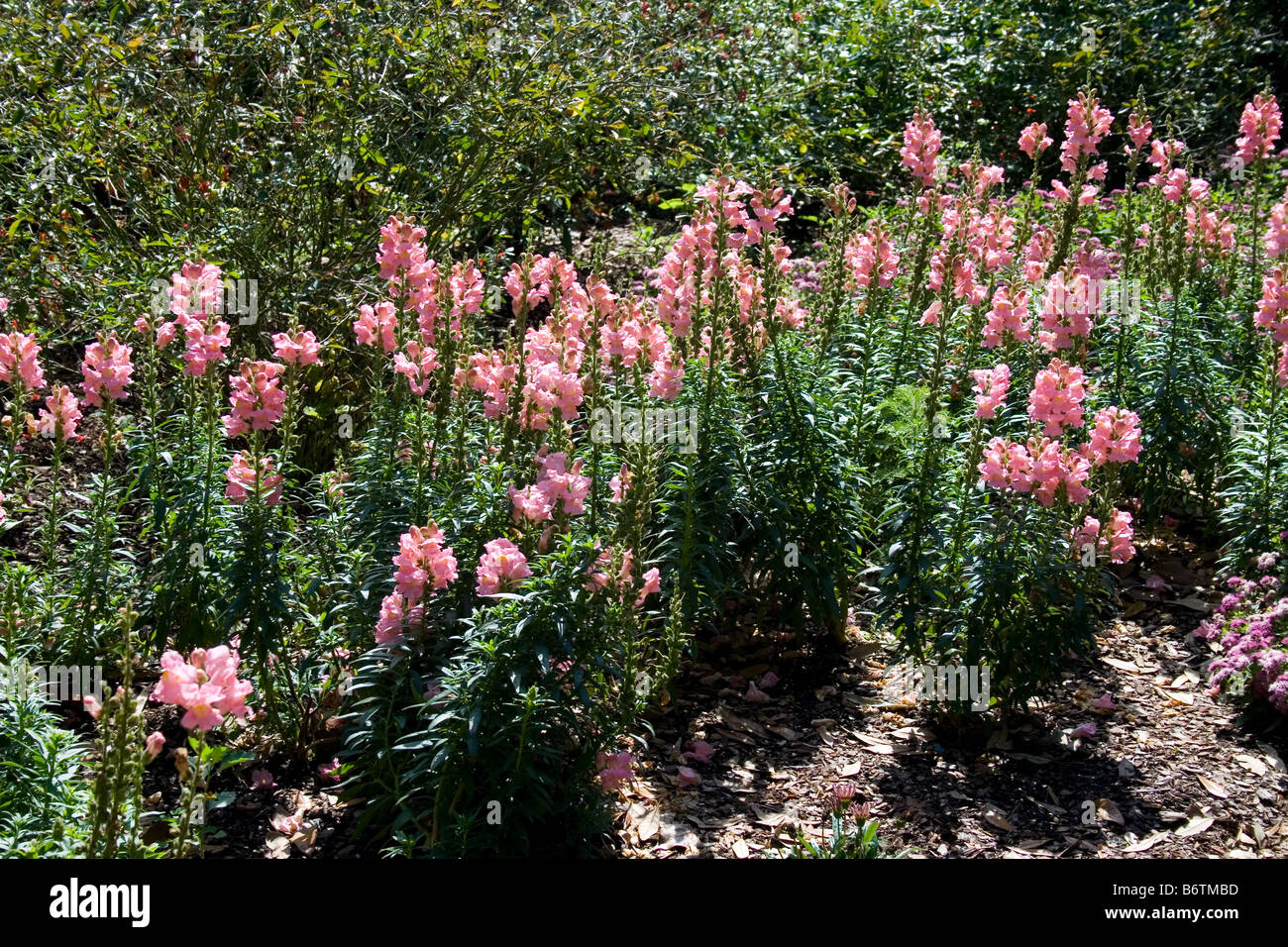 Flower bed of common snapdragons (Antirrhinum majus) in pink, Florida ...